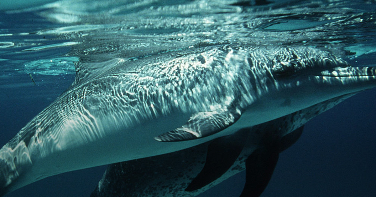 In defense of animals - Latte Creative