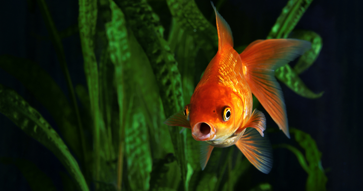 EFA Fish welfare campaign - Latte Creative